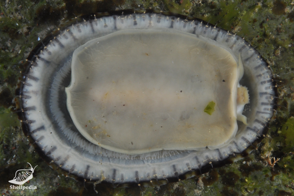 ヨメガカサ, Cellana toreuma (Reeve, 1854)