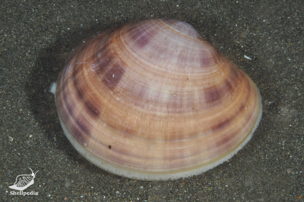 ワスレガイ, Sunetta menstrualis (Menke, 1843)