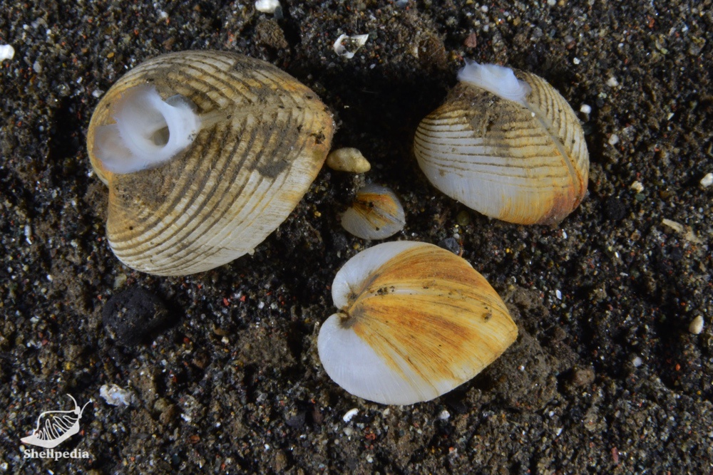 日本の貝図鑑 shellpedia